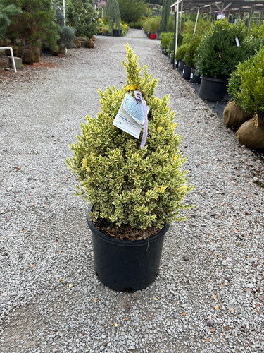 Buxus sempervirens 'Aureovariegata' - Cone Shaped Variegated Boxwood ...