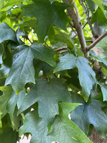 Acer saccharum 'Bailsta' - Fall Fiesta Sugar Maple | Plumline