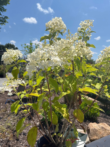 Hydrangea paniculata 'Puffer Fish' - Puffer Fish (PW) Hydrangea | Plumline