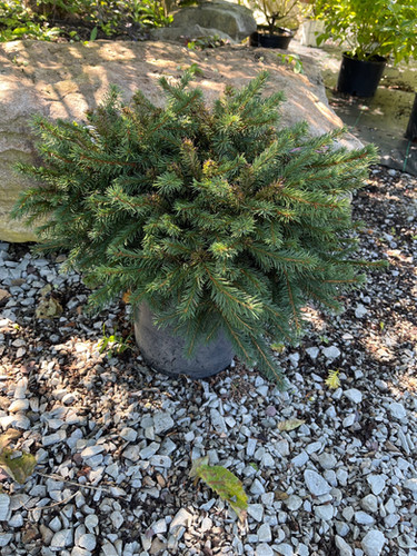 Pumila Spruce - Picea abies 'Pumila' | Plumline