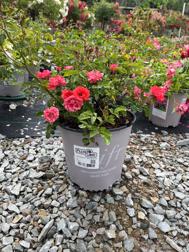 Rosa 'Meidrifora' - Coral Drift Rose | Plumline