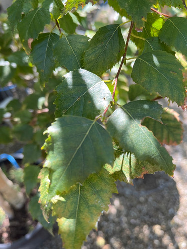 Betula Platyphylla ‘FARGO' - Dakota Pinnacle Asian White Birch Dakota ...
