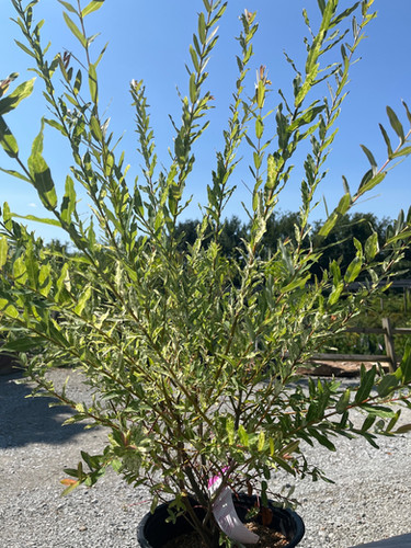 Salix integra 'Hakuro-Nishiki' - Dappled Willow (Tricolor Willow ...