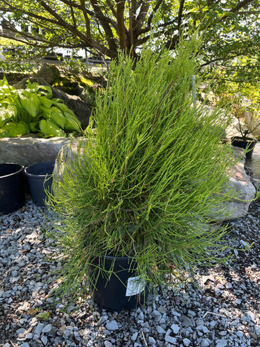 Franky Boy Arborvitae | Plumline