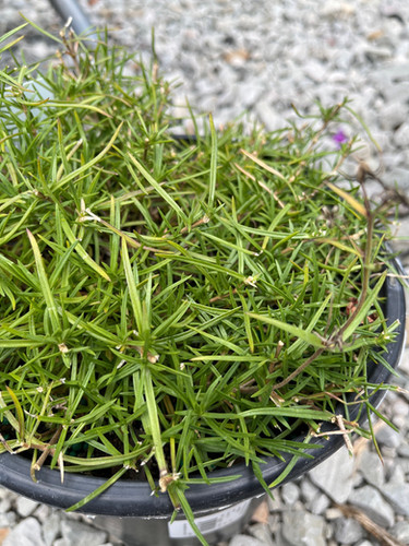 Phlox subulata 'Bedazzled Lavender' - Creeping Phlox | Plumline