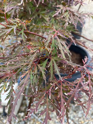 Acer palmatum dissectum 'Red Dragon' - Red Dragon Weeping Japanese ...