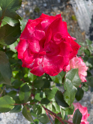 Rosa 'Candy Cane Cocktail' - Candy Cane Cocktail Rose | Plumline