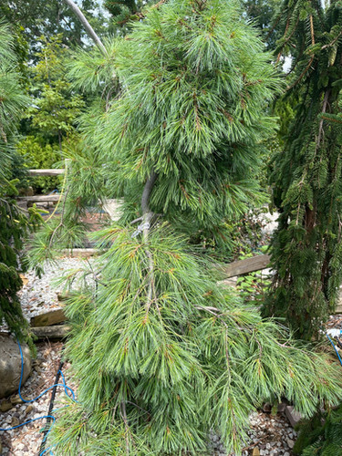 Pinus strobus 'Angel Falls' - Angel Falls Weeping White Pine | Plumline