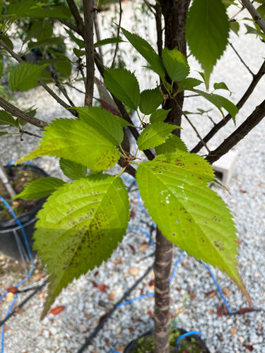 First Blush Flowering Cherry | Plumline