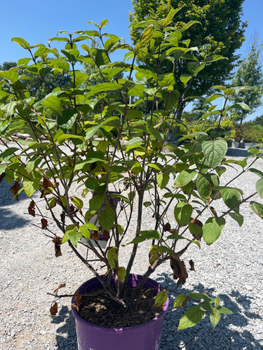 Cephalanthus occidentalis 'Fiber Optics' - Fiber Optics Button Bush ...
