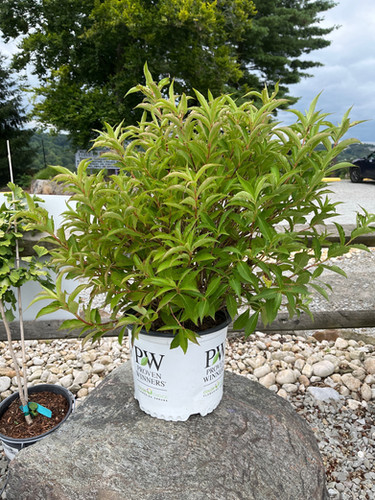 Weigela florida 'Sonic Bloom Wine' - Sonic Bloom Wine (PW) Weigela ...