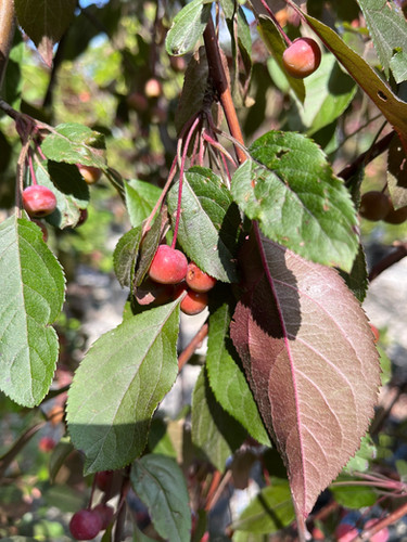Malus 'Ruby Tears' - Ruby Tears Weeping Crabapple | Plumline