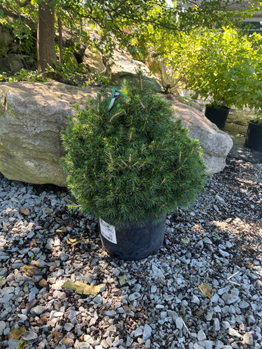 Tompa Norway Spruce - Picea abies 'Tompa' | Plumline