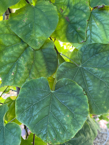 Cercis canadensis 'Green Machine' - Green Machine Weeping Redbud | Plumline