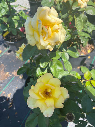 Rosa 'Oregold' - Oregold Rose | Plumline