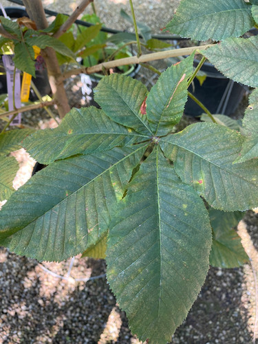 Briotti Horse Chestnut - Aesculus x carnea 'Briotti' | Plumline