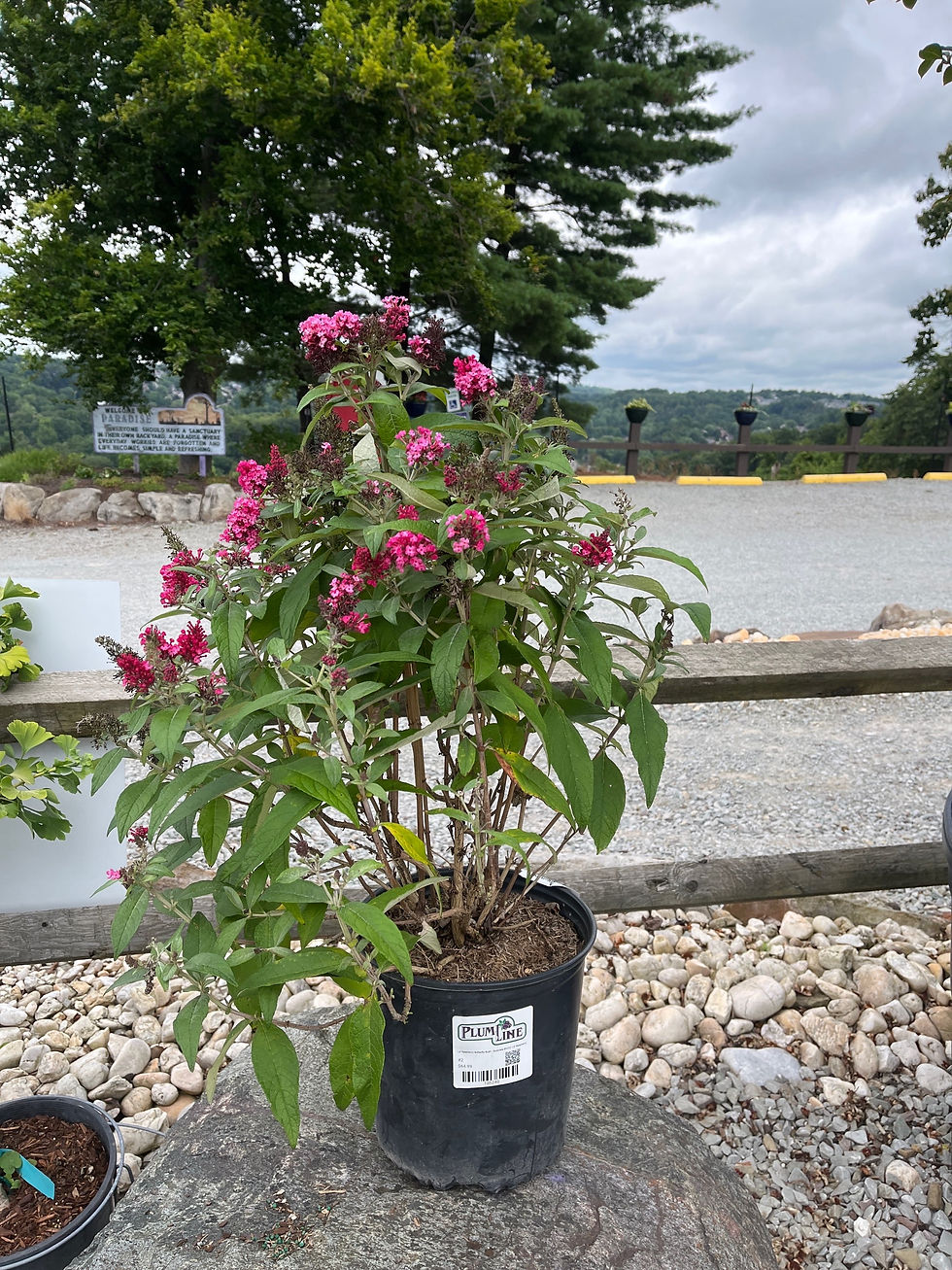 Deciduous Shrubs | Plumline