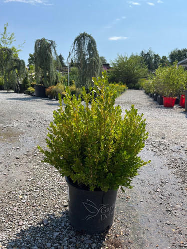 Buxus microphylla 'Baby Gem' - Baby Gem Boxwood | Plumline