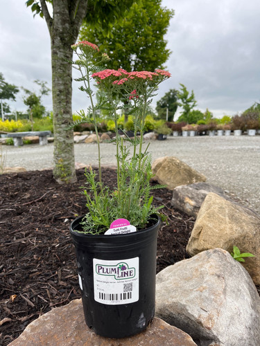Apricot Delight Yarrow - Achillea 'Apricot Delight' | Plumline