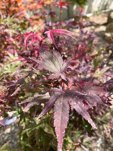 Acer palmatum 'Pixie' - Pixie Japanese Maple | Plumline