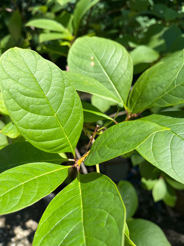 Chionanthus virginicus - American Fringe Tree | Plumline