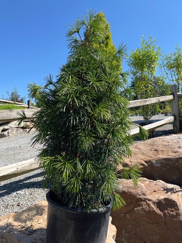 Sciadopitys verticillata 'Joe Kozey' - Joe Kozey Japanese Umbrella Pine ...