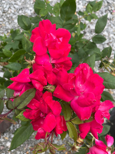 Rosa 'RADrazz' - Knock Out Rose | Plumline