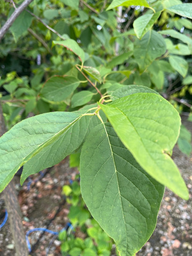 Halesia carolina 'Rosy Ridge' - Rosy Ridge Carolina Silverbell | Plumline