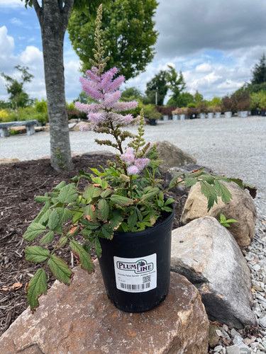 Astilbe arendsii 'Snowdrift' - Snowdrift False Spirea | Plumline
