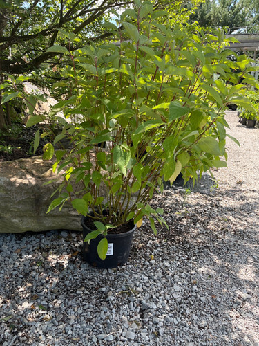 Cornus sericea 'Baileyi' - Bailey's Red Twig Dogwood | Plumline