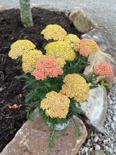 Achillea 'Firefly Peach Sky' - Firefly Peach Sky Yarrow | Plumline