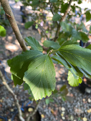 Hamamelis x 'Crimson Fire' - Crimson Fire Witch Hazel | Plumline