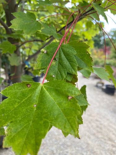 Acer rubrum ‘Brandywine' - Brandywine Red Maple | Plumline