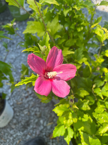 Hibiscus syriacus 'Lil Kim Red' - Lil' Kim Red (PW) Rose of Sharon ...