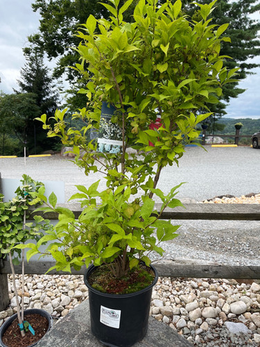Callicarpa 'Kolmnostar' - Plump & Plentiful Snow Star Beautyberry | Plumline