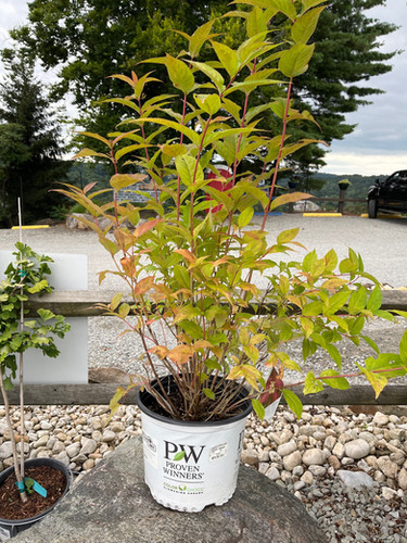 Diervilla x 'Kodiak Orange' - Kodiak Orange (PW) Bush Honeysuckle ...