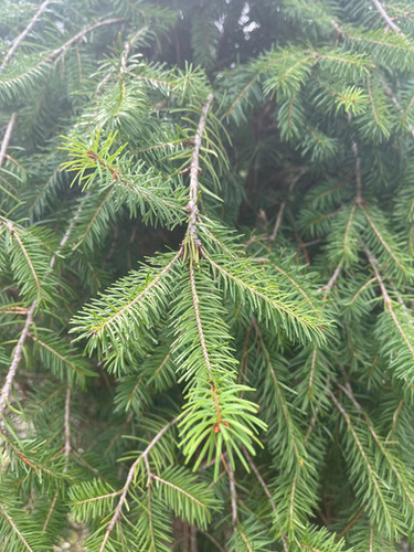 Pseudotsuga menziesii 'Blue' - Douglas Fir | Plumline