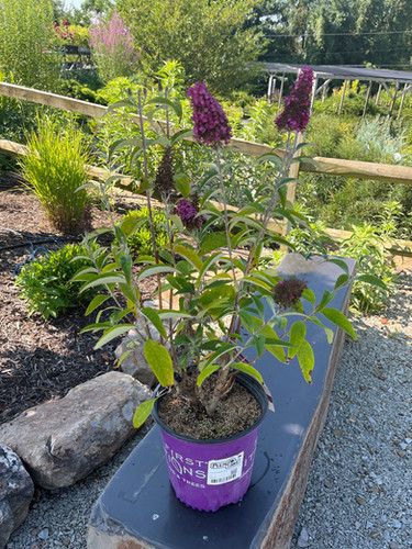 Buddleia 'Funky Fuchsia' - Funky Fuchsia Butterfly Bush | Plumline