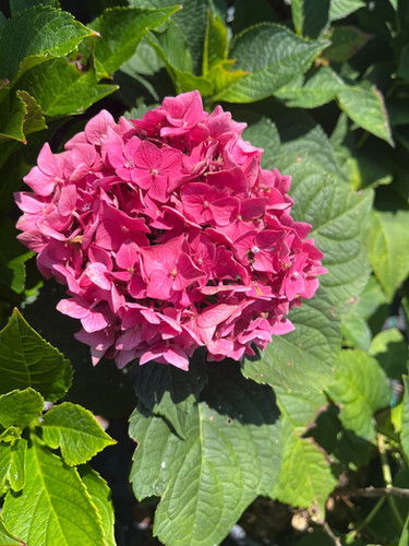 Hydrangea macrophylla 'Cherry Explosion' - Cherry Explosion Hydrangea ...