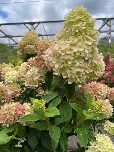 Little Lime (PW) Hydrangea STD - Hydrangea paniculata 'Little Lime ...