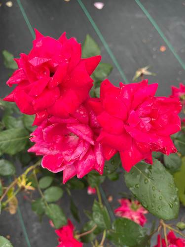 Rosa 'Radtko' - Double Knock Out Rose | Plumline