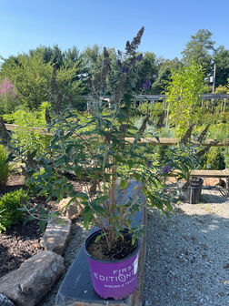 psychedelic sky buddleia