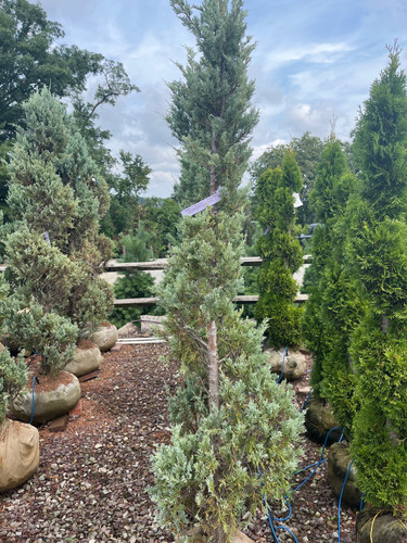 Spiral Moonglow Juniper - Juniperus scopulorum 'Moonglow' Spiral | Plumline