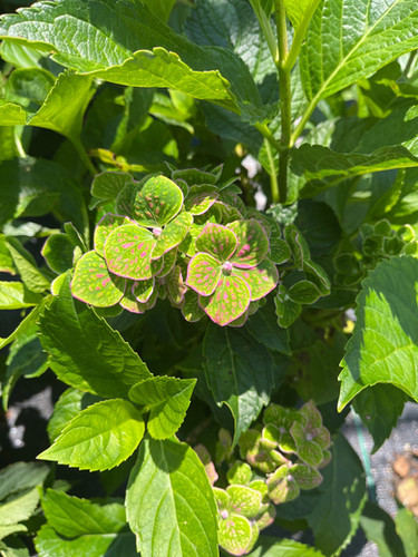 Hydrangea macrophylla 'Froggie' - Froggie Hydrangea | Plumline