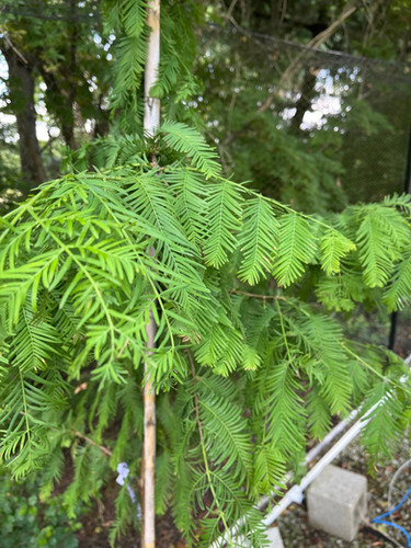 Metasequoia glyptostroboides 'Gold Rush' - Gold Rush Dawn Redwood ...