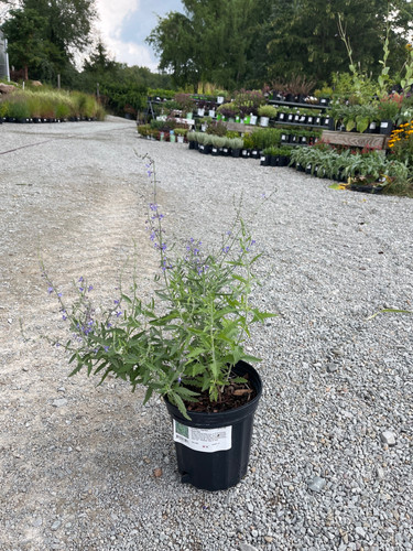 Crazy Blue Russian Sage - Perovskia a. 'Crazy Blue' | Plumline