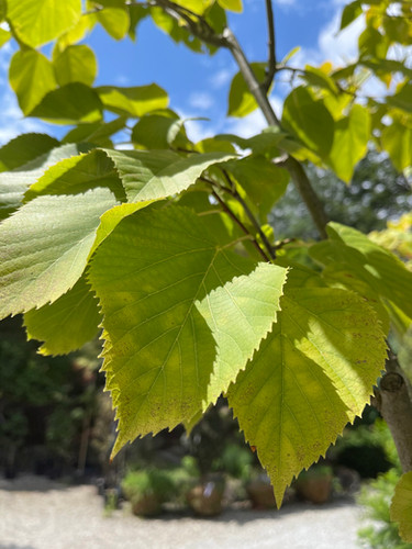 Tilia american 'McKSentry' - American Sentry Linden | Plumline