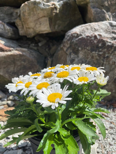 Leucanthemum x s. 'Madonna' - Madonna Shasta Daisy | Plumline
