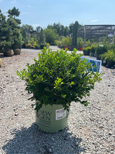 Buxus x 'NewGen Independence' - NewGen Independence Boxwood | Plumline