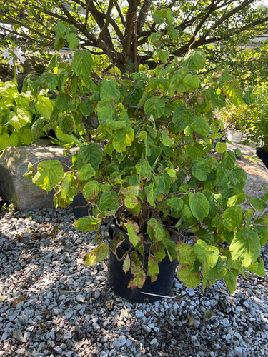 Corylus avellana 'Contorta' - Contorted Filbert | Plumline
